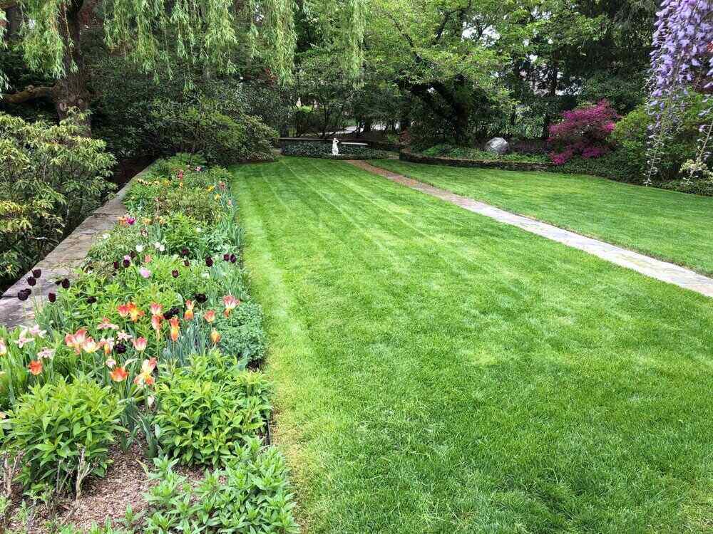 Does Organic Lawn Care Work? | North Eastern Tree Care
